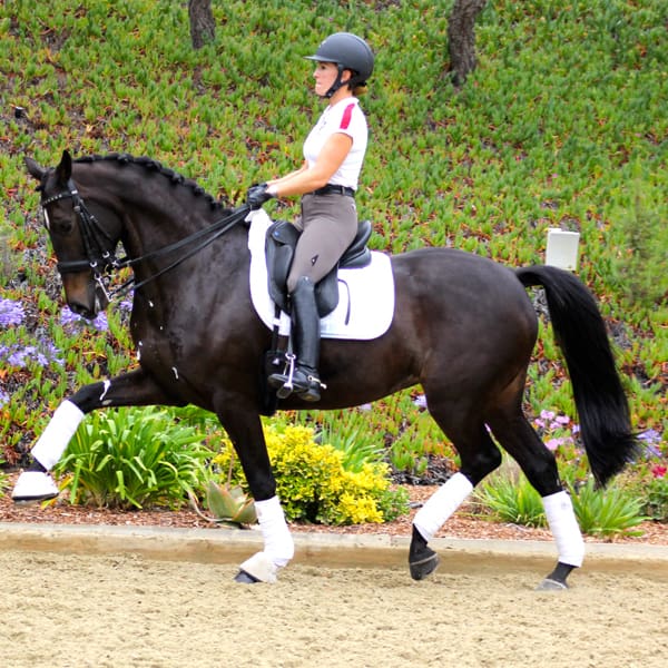 HorseMarket Listing - HorsesDaily