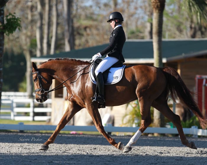 Building a Solid Foundation at Welcome Back to White Fences I Dressage ...