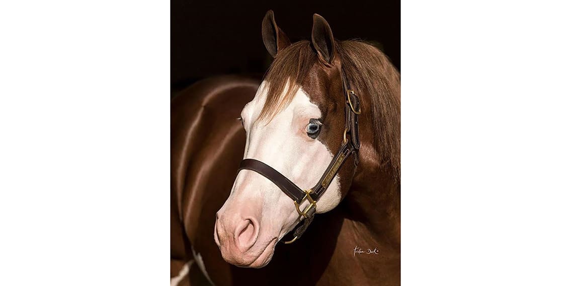 Colonels Shining Gun Honored as NRHA Million Dollar Sire - HorsesDaily