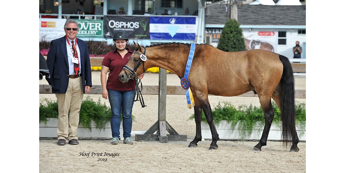 Dressage at Devon Announces Preliminary Individual Breed Show Classes ...