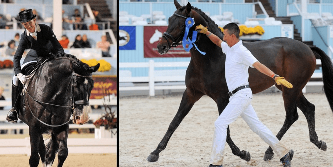 Preliminary Prize List Now Available for Dressage at Devon 2019 ...