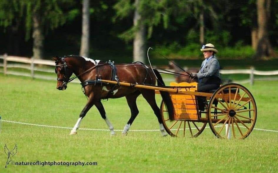 Driving Clinic Photo Critique #3 - By Suzy Stafford - HorsesDaily
