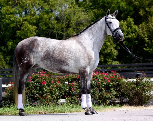 HorsesDaily's HorseMarket is the Go To Place for Marketing! - HorsesDaily