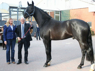 New Dressage Stallion for Jason Canton - HorsesDaily