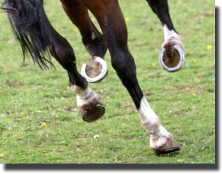 Wellness Wednesday - How to Maintain Healthy Hoofcare - HorsesDaily