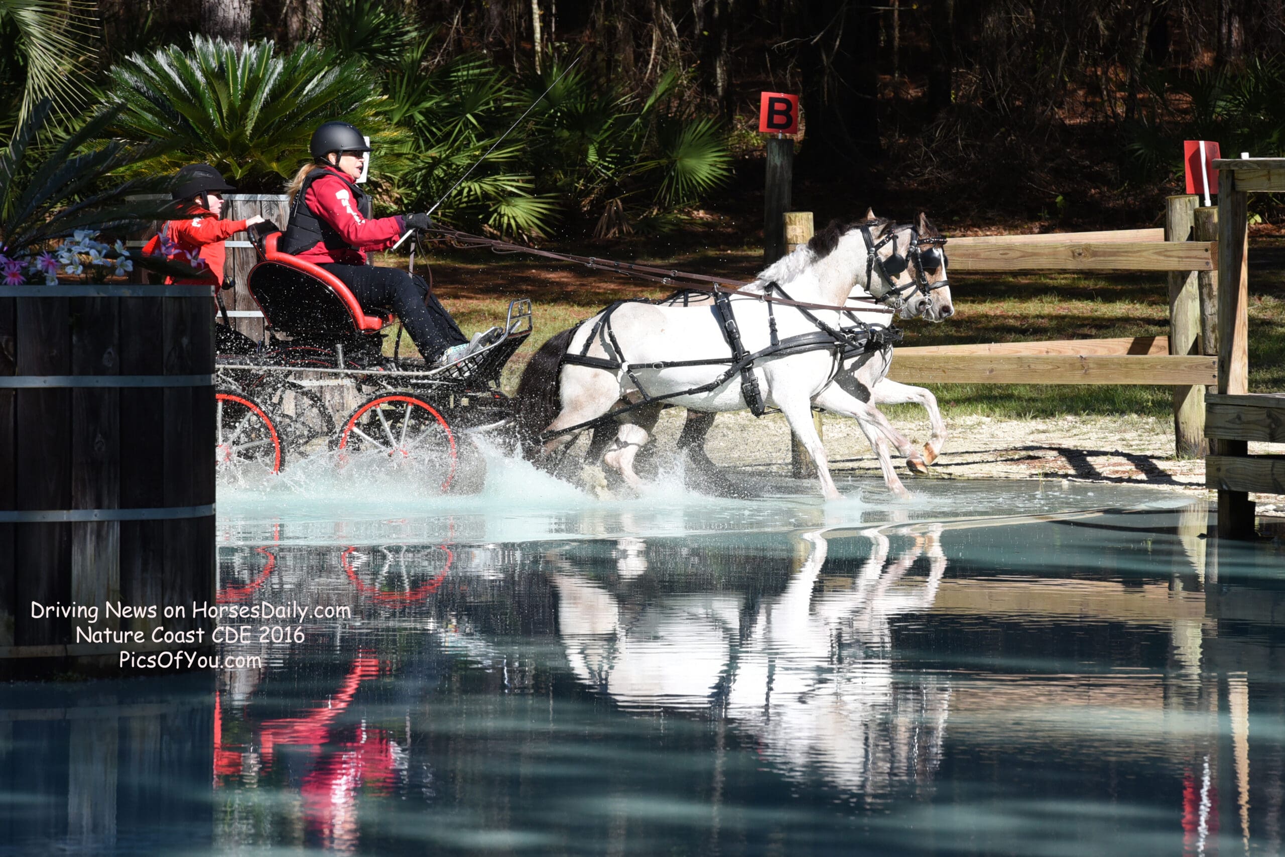 Mary Phelps and "The Gangsters" Celebrate Two Years Together - HorsesDaily