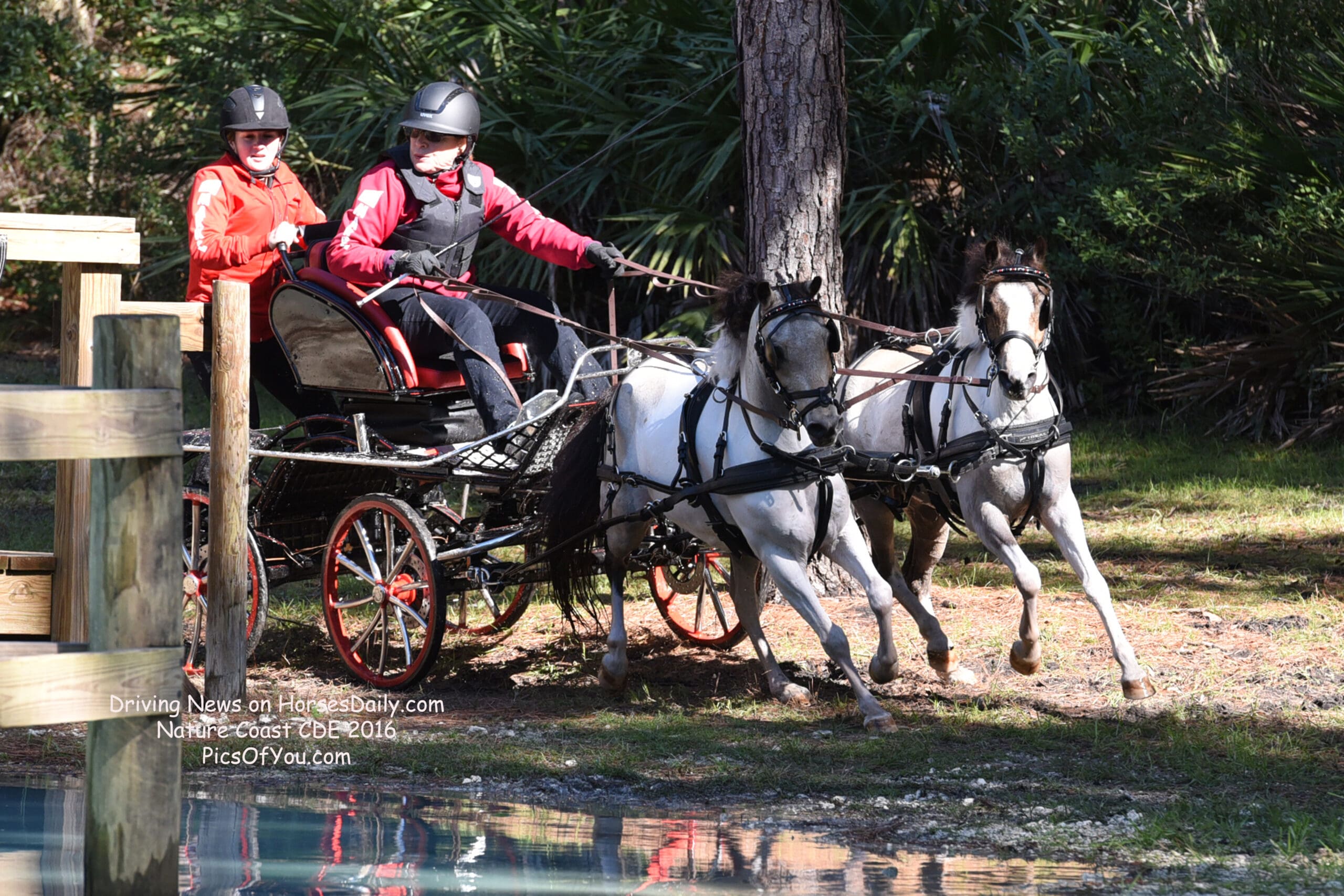 Mary Phelps and "The Gangsters" Celebrate Two Years Together - HorsesDaily