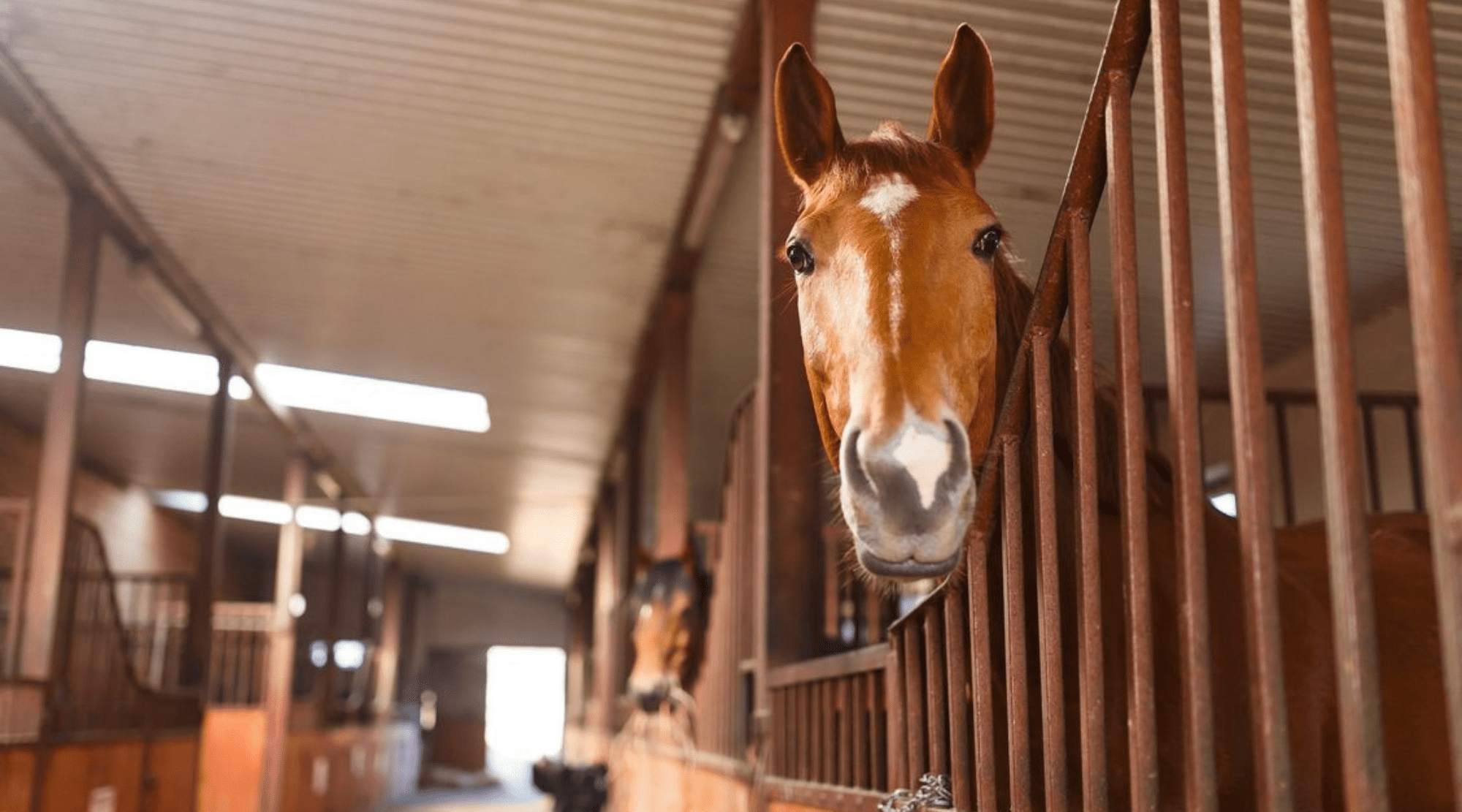 Horse Boarding: Legal Rights and Responsibilities - HorsesDaily