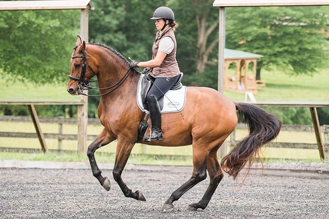 The Difference Between a Rider and A Trainer - HorsesDaily