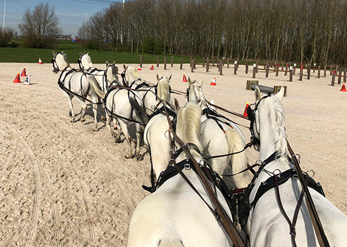 Chardon Paardensport Having Fun While in Quarantine - HorsesDaily
